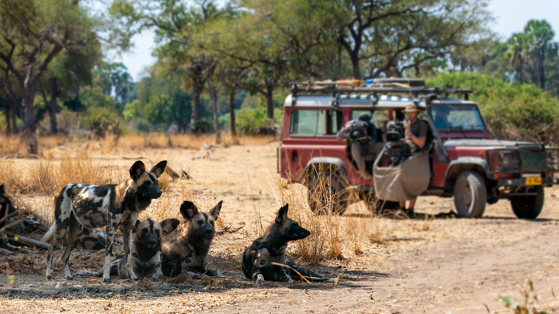 Wild Dogs: Pack vs. Pride - Love Nature